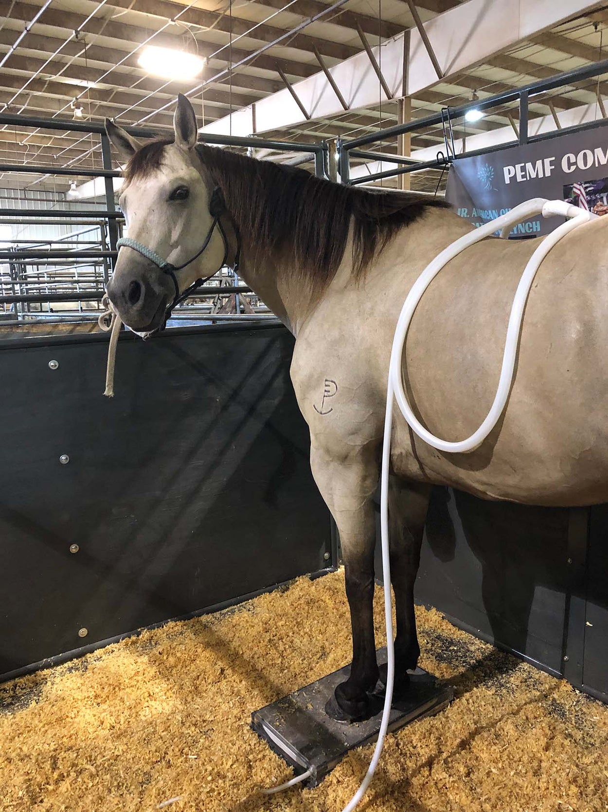 PEMF Complete - Drug-free, Non-Invasive Pain Relief for Everyone